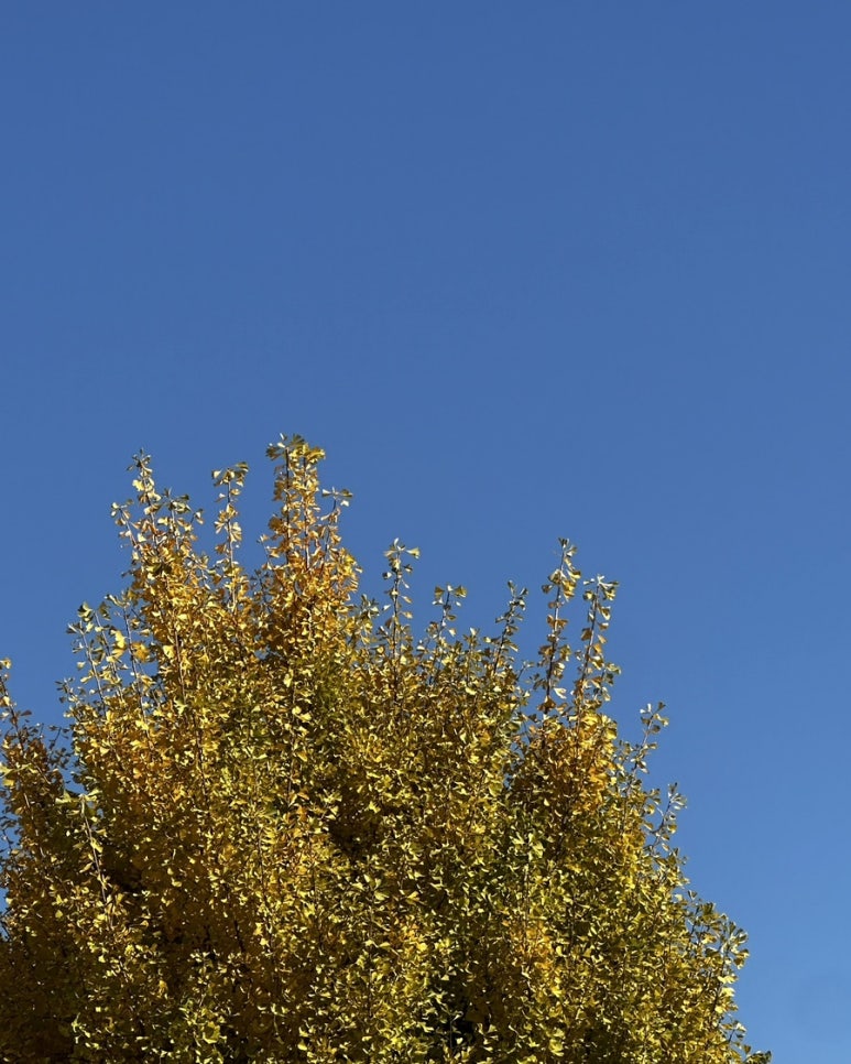 다이어트는 평일만 하는 거야 : 네이버 블로그