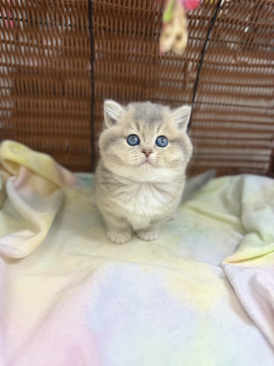 12월연말 화성 할인 고양이 분양 : 네이버 블로그