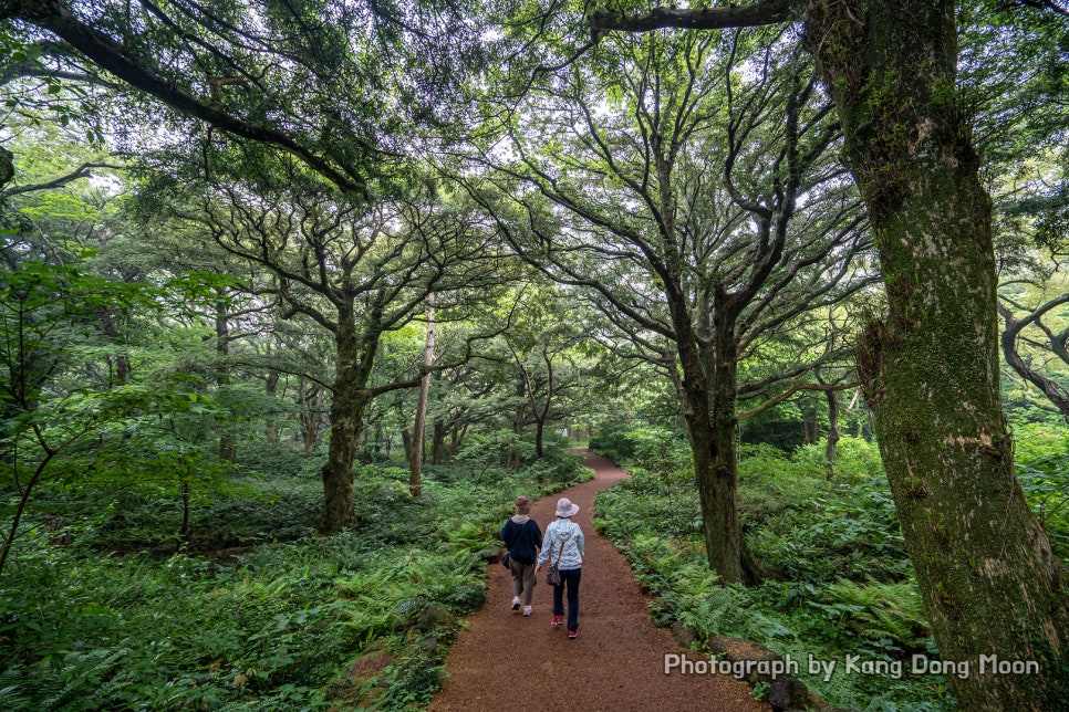 제주도 동쪽 코스 추천 제주 동쪽 가볼만한곳 제주 비자림 숲 : 네이버 블로그