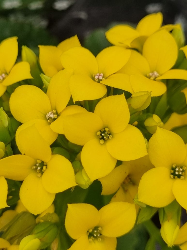 [꽃필무렵]겨울철 카랑코에 : 네이버 블로그