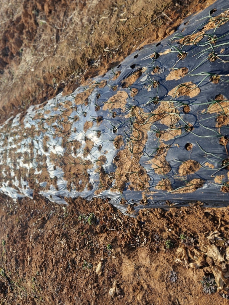 2025.12.27. 올해 텃밭일 마무리.. 유실수 구덩이 다 파네요.. : 네이버 블로그