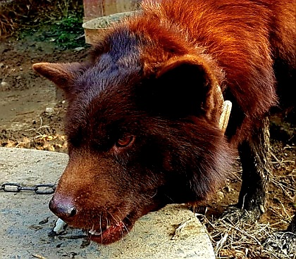 정읍불개 대장의 추억의 감상문 : 네이버 블로그