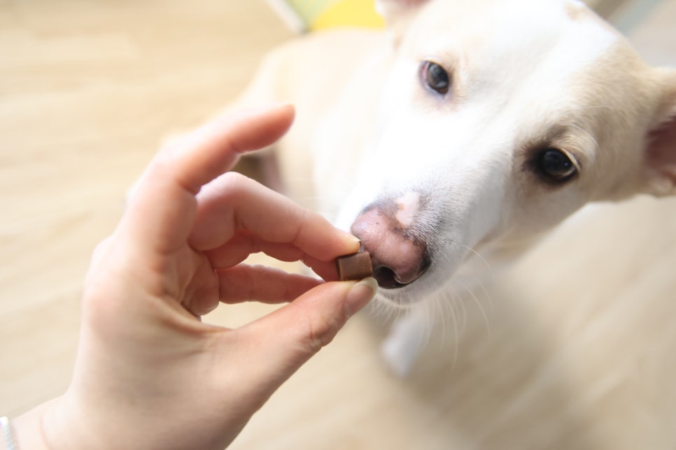 강아지 관절 관리 위한 보령 댕댕포스 관절건강 간식처럼 선택 : 네이버 블로그