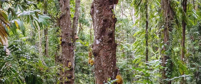 SRI LANKA [3-7] 캔디 신성도시 : 우다와타켈레 삼림 보호구역(Udawattakele Forest Reserve ...
