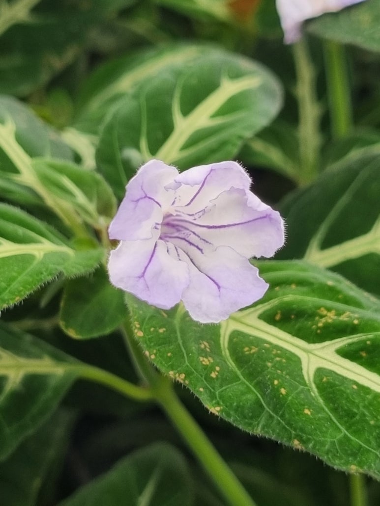 [꽃필무렵]데보시이 : 네이버 블로그