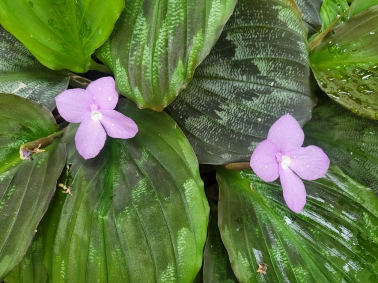 공작 생강, 비단 같은 잎새 위로 매일 아침 단 한 송이, 보랏빛 고백을 건네는 하루의 연인. : 네이버 블로그