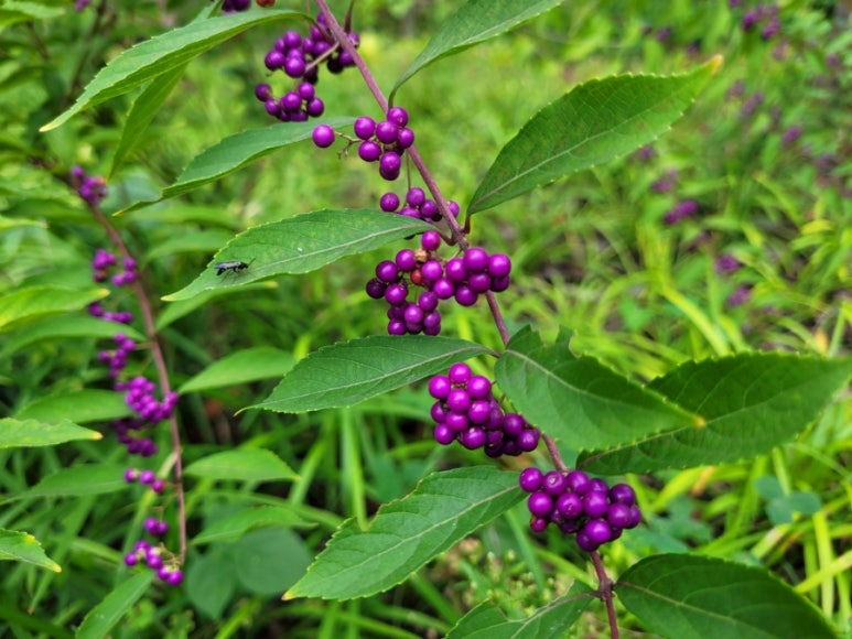 페레로로쉐의 중국화(1892년 이탈리아의 페레로사가 처음 출시한 초컬릿으로 피에몬테 알바에서 탄생,피켈로페레로가 페레로로쉐를 ...