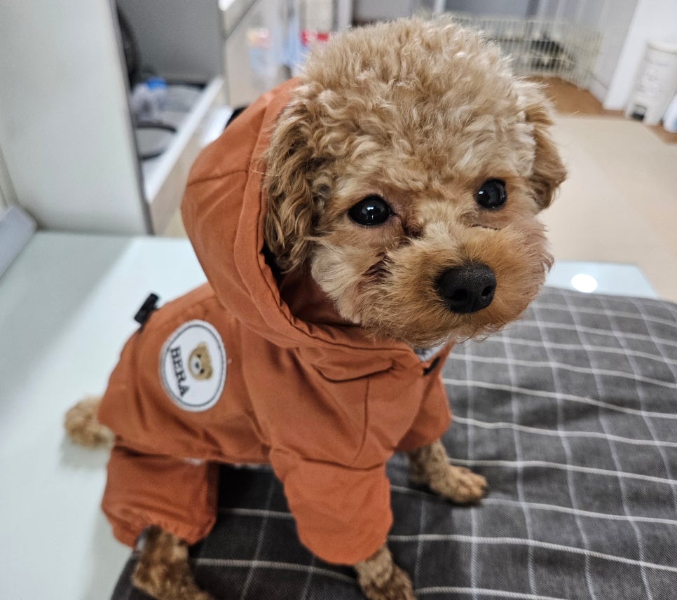 방구님 겨울 새 옷과 포대기 가방 구입 ㅎㅎ : 네이버 블로그