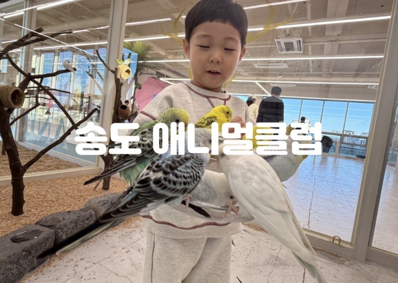 아이랑 실내 키즈놀이터 동물원 : 인천 송도 애니멀클럽 : 네이버 블로그