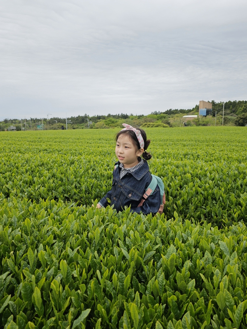 제주도 서쪽 여행 코스 추천 제주 오설록 티뮤지엄 아이스크림 카페 녹차밭 : 네이버 블로그