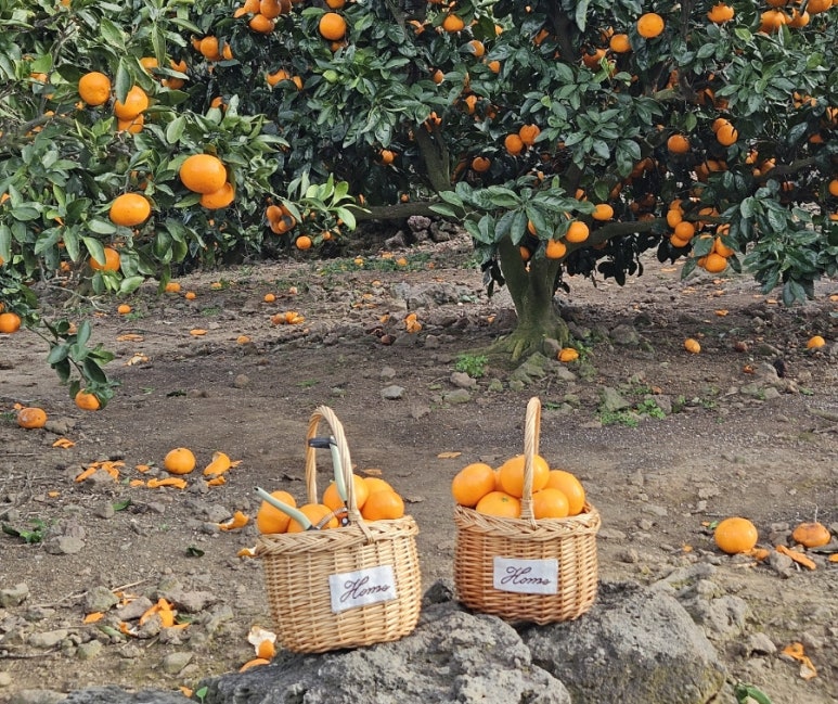 [일상] Lovin the Jeju : 네이버 블로그