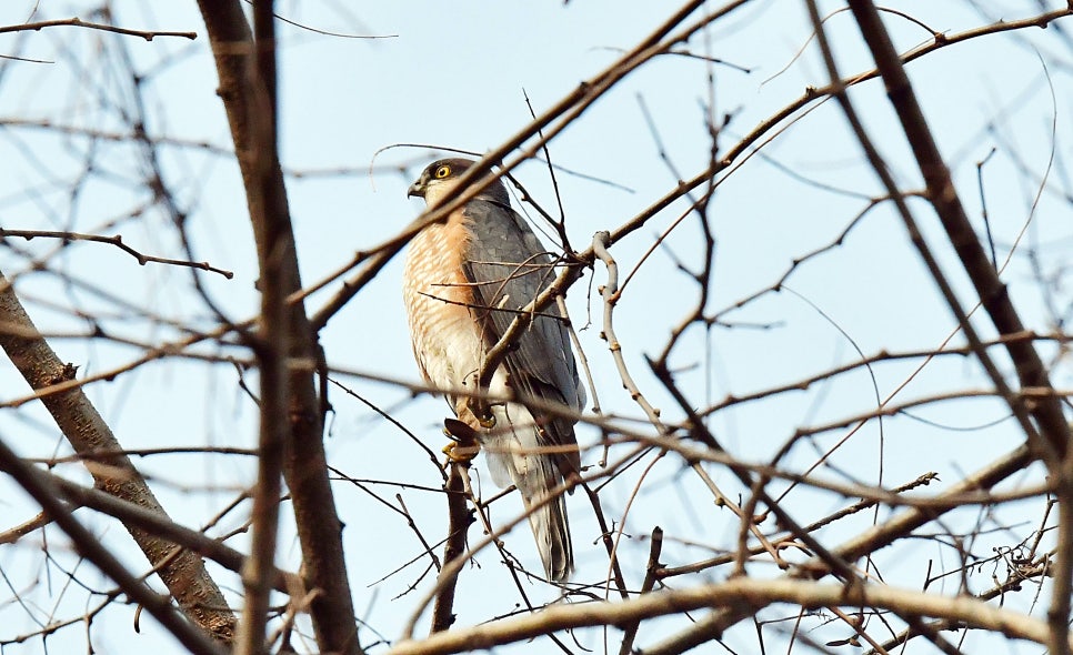 새매/월드컵공원 2025년12월29일 : 네이버 블로그