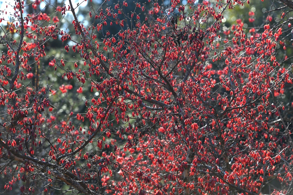 산수유 (Japanese Cornelian Cherry, Japanese Cornel) 열매 : 네이버 블로그