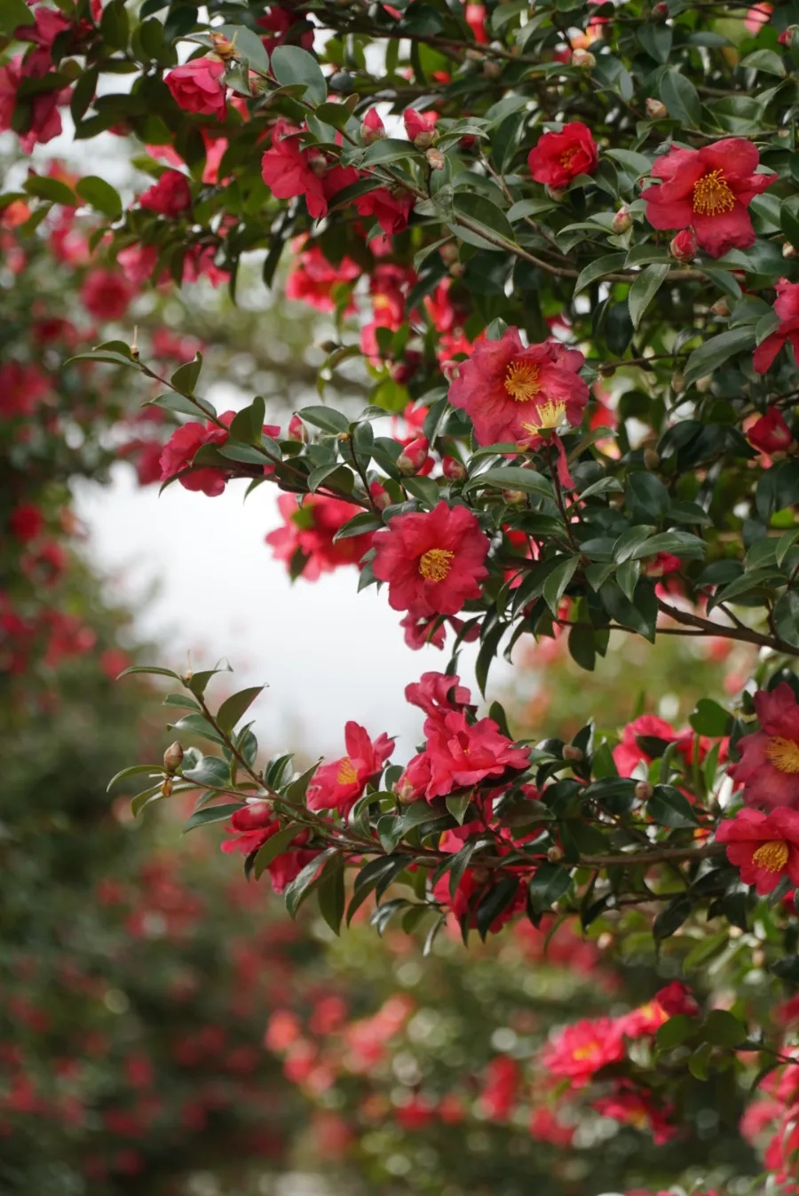 제주 겨울 여행~지금 가장 예쁜 동백 스폿. : 네이버 블로그