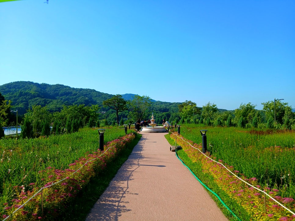 용인 가볼만한곳 【용인자작나무숲】 : 네이버 블로그
