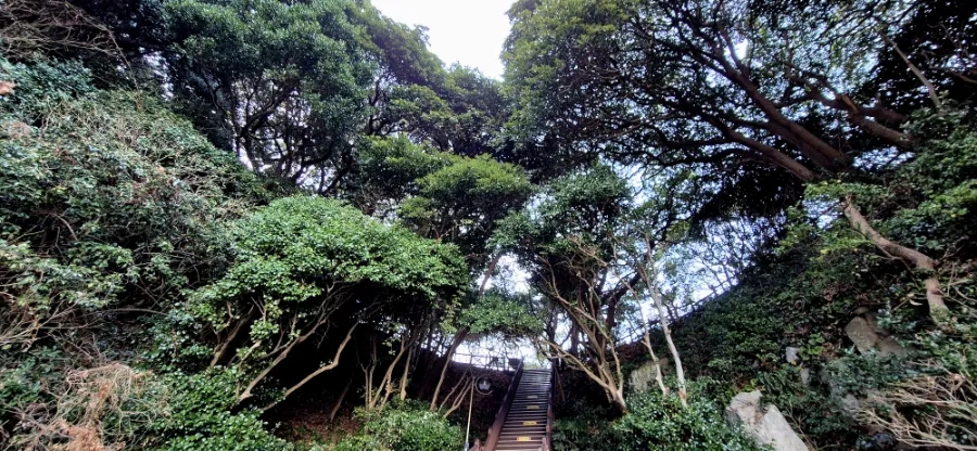 여수 오동도에는 아직 동백꽃은 없다 : 네이버 블로그
