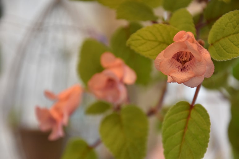 파티드레스 : 네이버 블로그