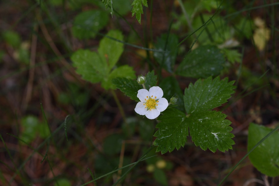 땃딸기 (Northeast Asian wild strawberry) : 네이버 블로그