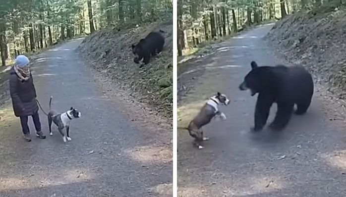 할머니랑 산책 중 야생 곰 나타나자 강아지가 한 용감한 행동 : 네이버 블로그