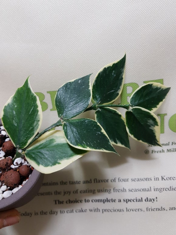 폴리네우라 알보 적응 완료!🥰 : 네이버 블로그