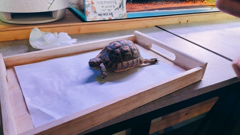 [영종도 아이랑 갈만한 곳 추천] 도마뱀 거북이 체험이 가능한 이색카페 '작은연못' : 네이버 블로그