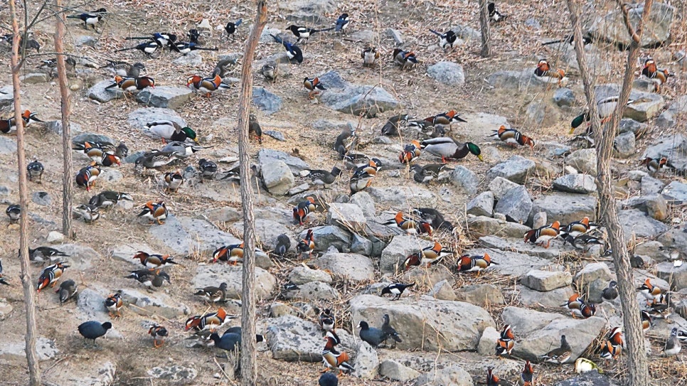 중랑천에 찾아온 원앙새들 : 네이버 블로그