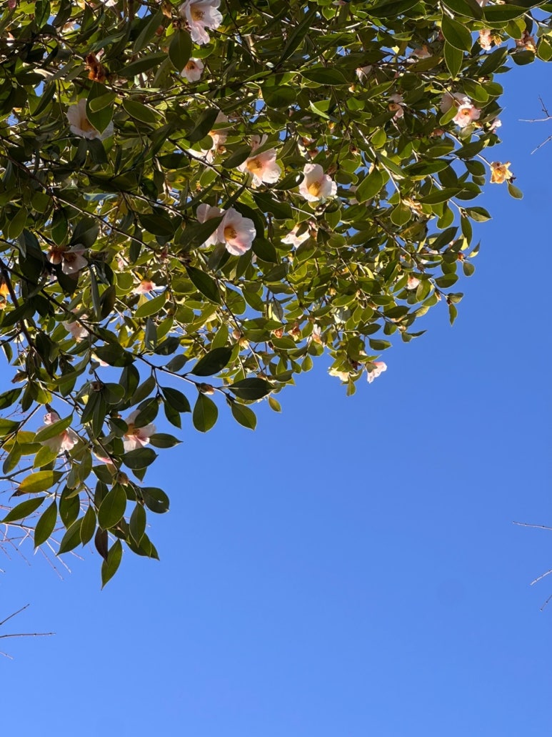 25년 3월 유후인 온천여행 - 유후인 호테이야 료칸Yufuin Hoteiya 가이세키 & 단독 노천탕 : 네이버 블로그