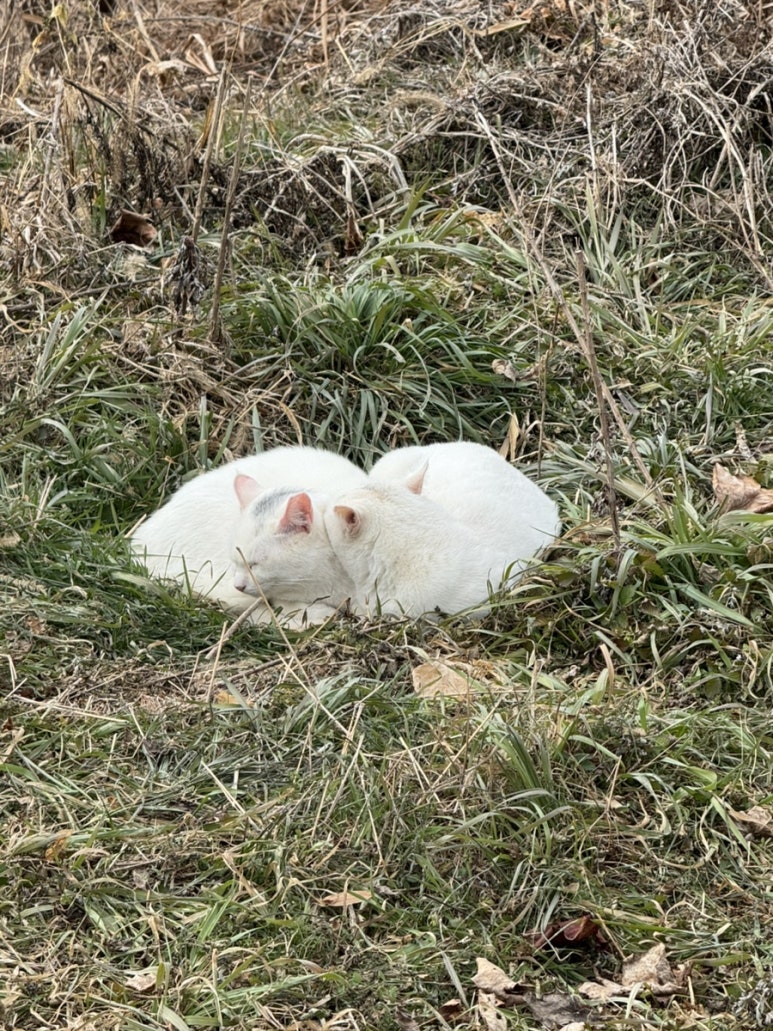 토끼같은 고양이 : 네이버 블로그