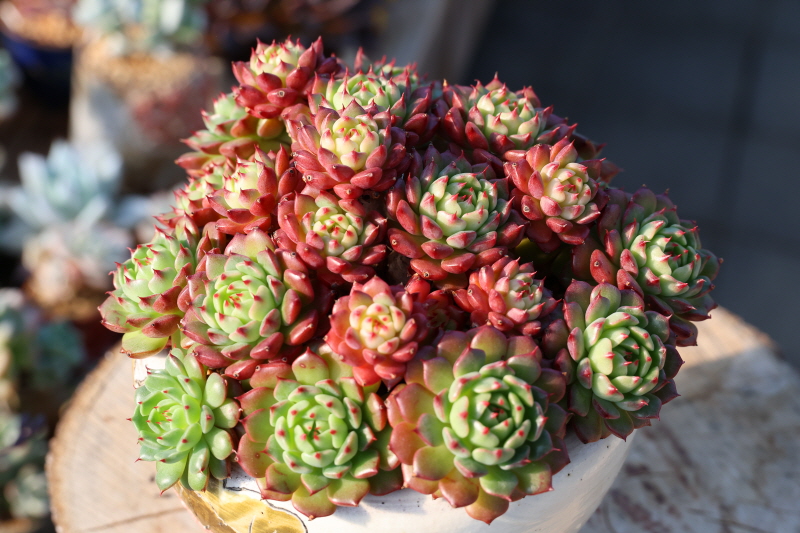 미니왕비황 : 네이버 블로그