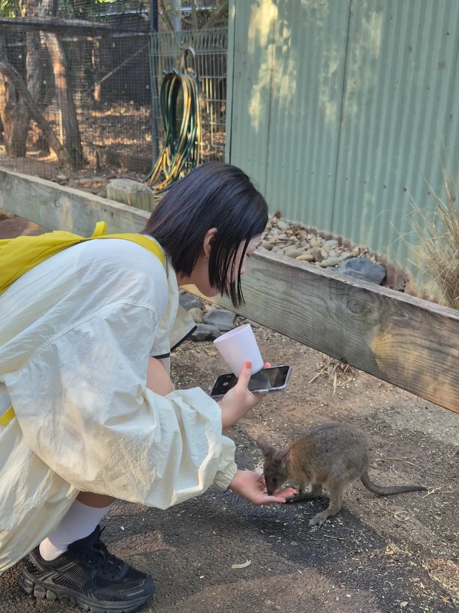 🇦🇺시드니 여행 2일차🇦🇺 PJ 페더데일 동물원 쿼카-Wilburs-맨리비치-페어리바워비치-쉐프앤웍 : 네이버 블로그