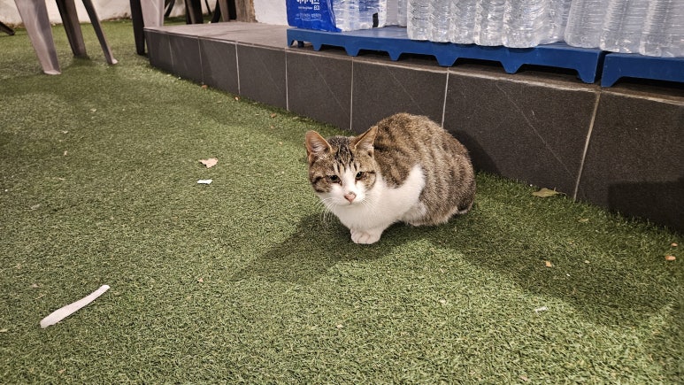 경주 황리단길 먹거리 카페 식당 술집 내돈내산 맛집 14 : 네이버 블로그