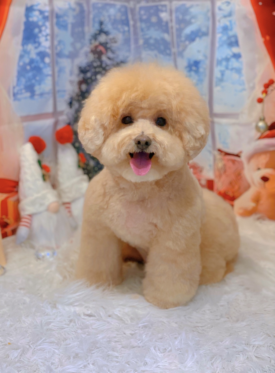 가위컷 맛집 서울 중랑구 망우동 애견미용 사랑옵다 : 네이버 블로그