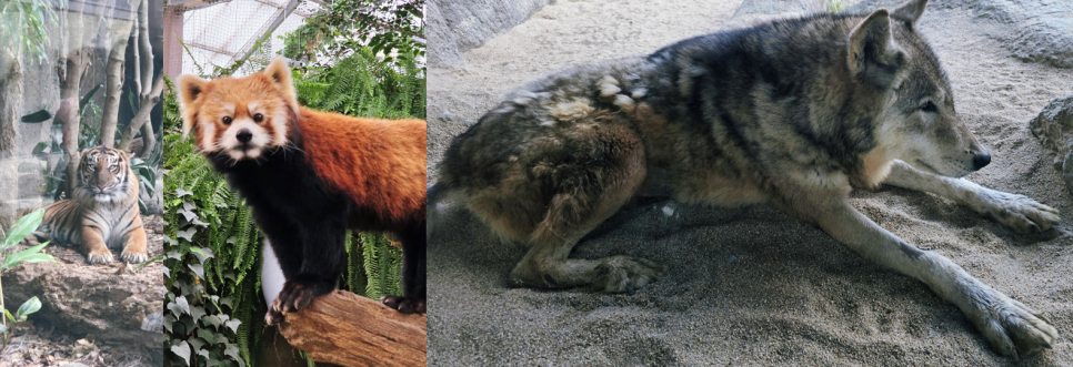 오사카여행 고베여행 아이와 가볼만한곳 추천 고베동물왕국 : 네이버 블로그