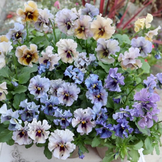 로카즈 비올라_비올라, 레이디 : 네이버 블로그