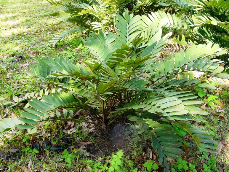멕시코소철(Zamia furfuracea) 꽃피다. : 네이버 블로그