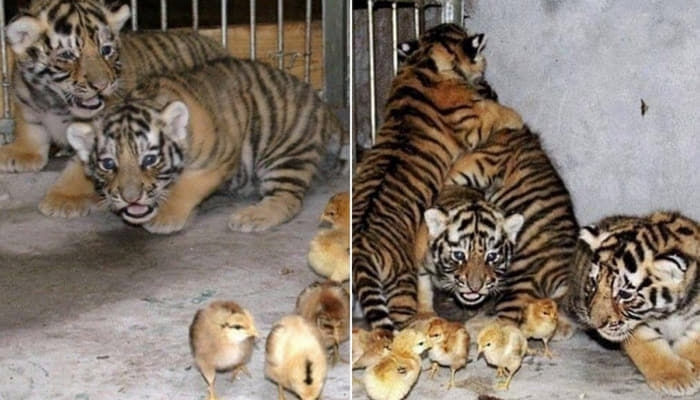 호랑이들 가득한 우리 안에 병아리들이 들어가자 벌어진 '놀라운 상황' : 네이버 블로그