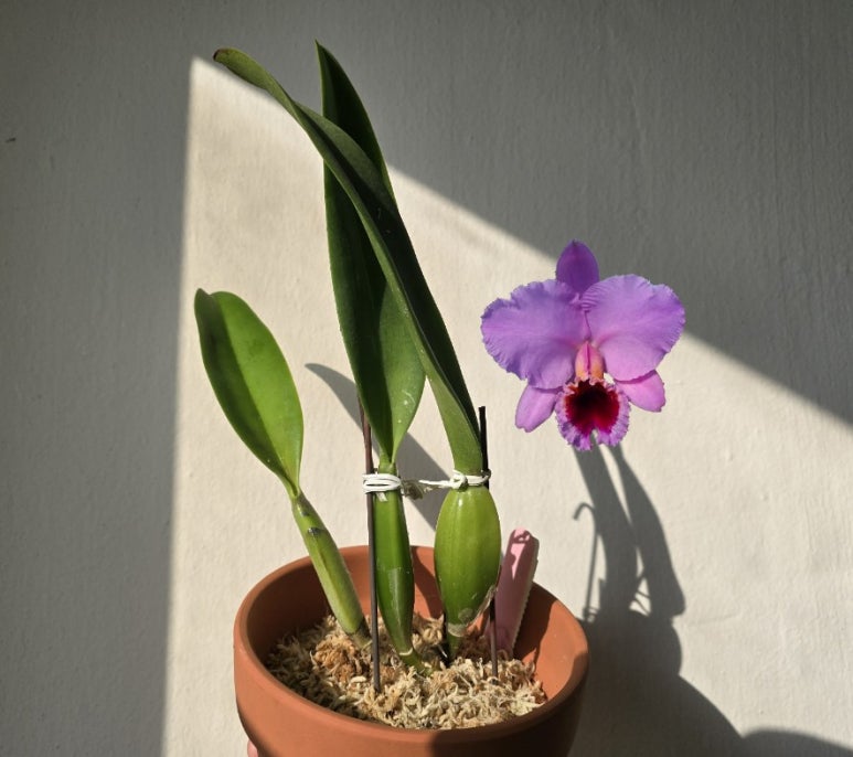 Cattleya percivaliana 'Carla Porto' AM/AOS (MC) 입실과 설명 : 네이버 블로그