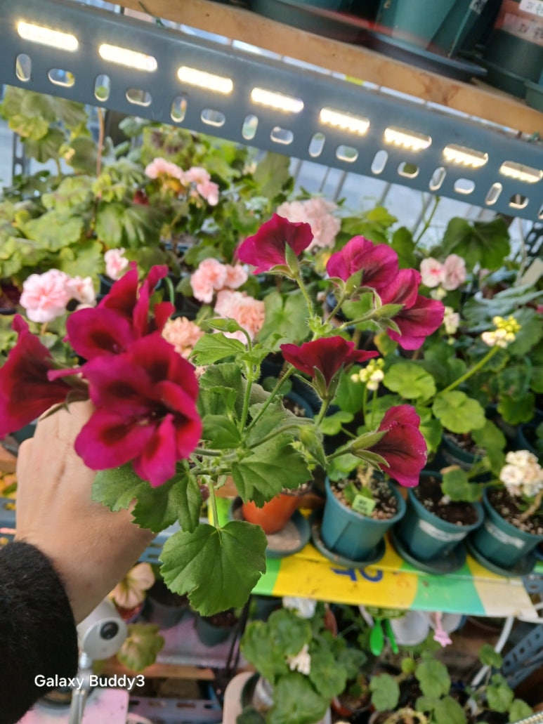 빠꾸 당한 오리 ㅡ안동에서 온 꽃 선물들 : 네이버 블로그