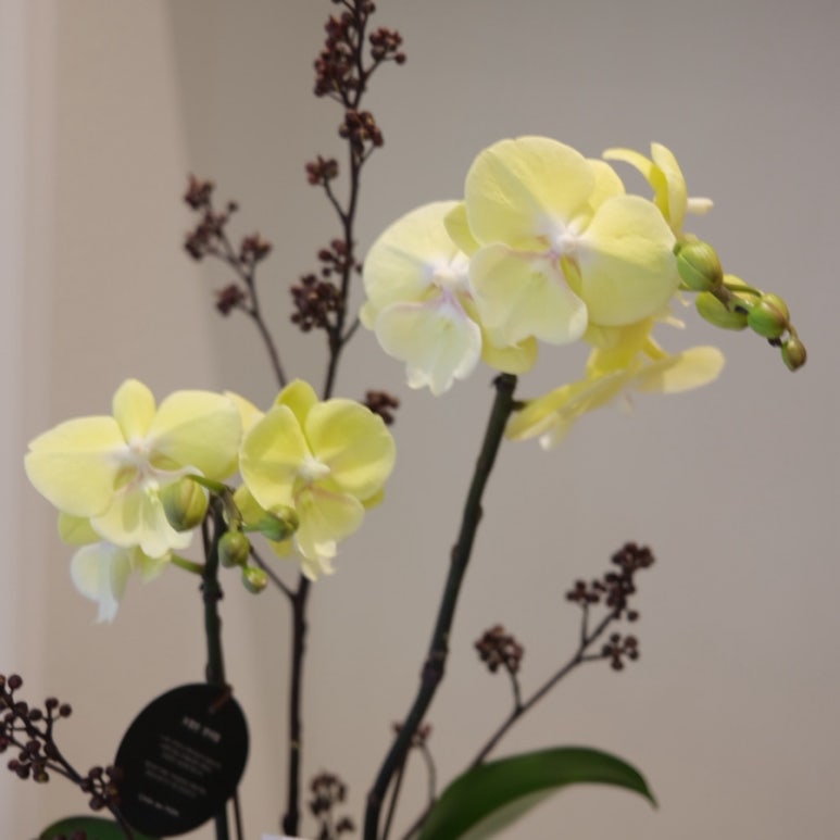 개업 축하 화분 부동산 카페 사무실 업종 상관없는 선물 : 네이버 블로그