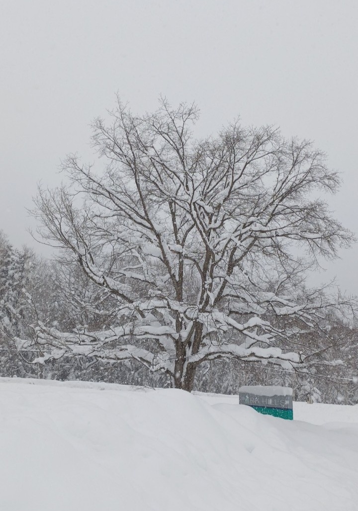 비금섬에 내린 눈 : 네이버 블로그