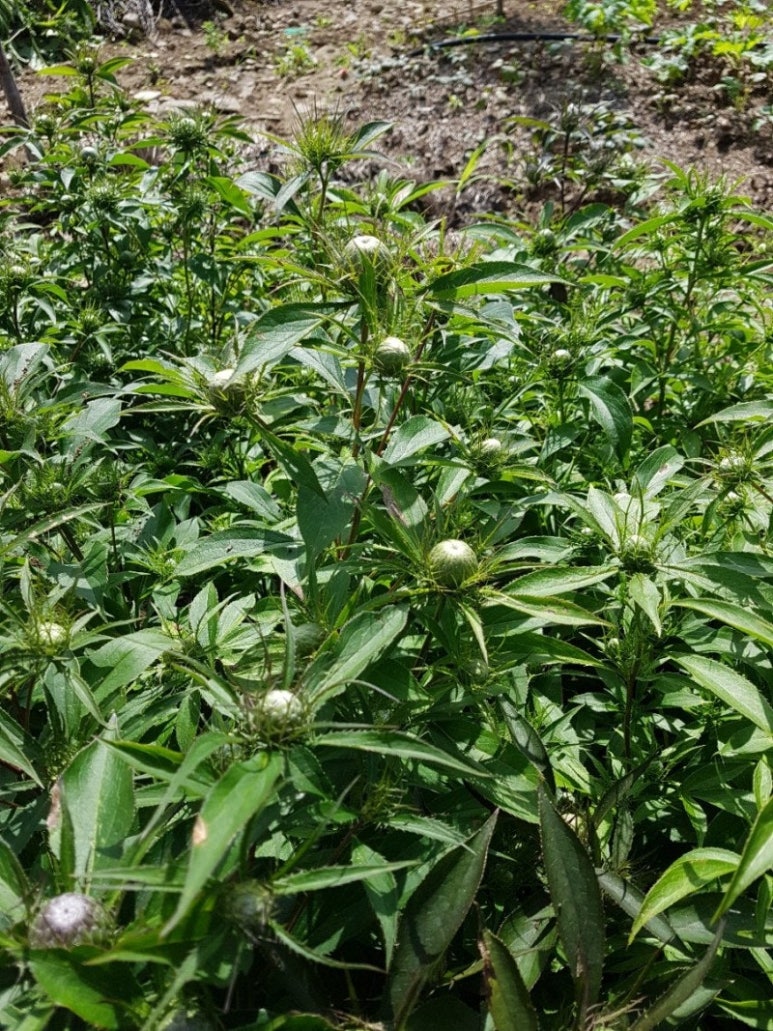 삽주의 효능 : 네이버 블로그