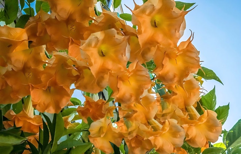 천사의 나팔이 전하는 위로. 악마의 나팔이 남긴 경고. 정원 속 두 얼굴의 꽃 이야기 : 네이버 블로그