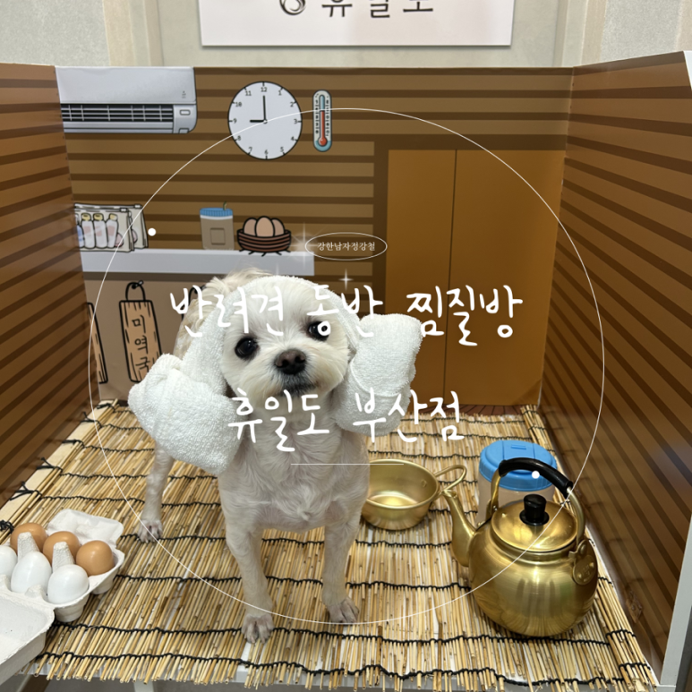 부산 명지 휴일도 부산점 반려동물 찜질방 후기 내돈내산 솔직후기 부산 강아지와 가볼만한 곳 창원 애견동반 후기 : 네이버 블로그