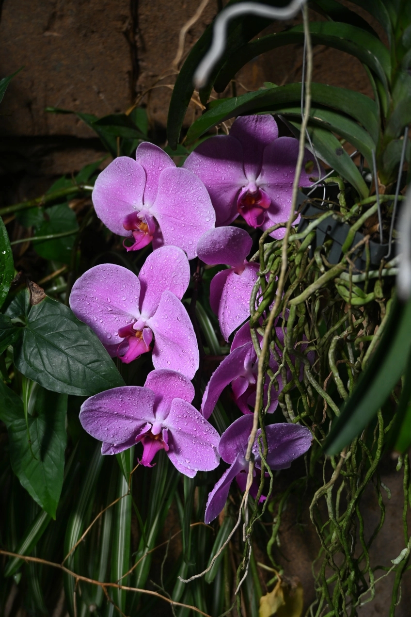 서울 식물원 어슬렁 : 네이버 블로그