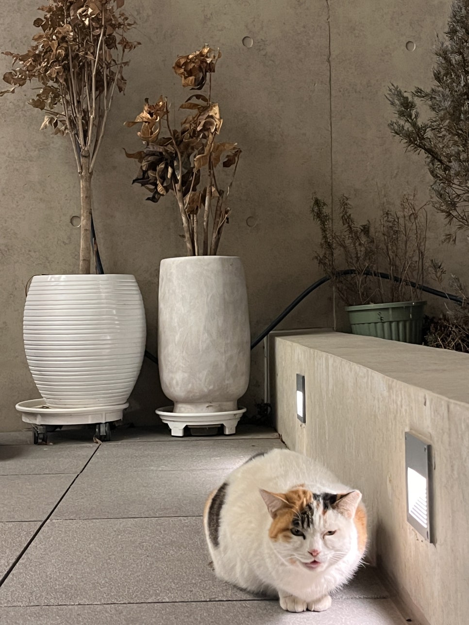 양산 황산공원 근처 고양이가 반겨주는 대형카페 윤슬 내돈내산 솔직후기 : 네이버 블로그