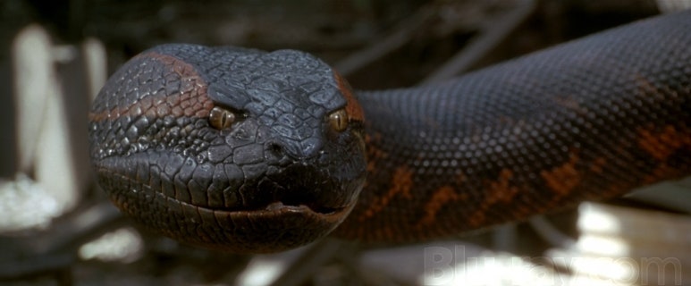 아나콘다 (Anaconda, 1997) 4K 스틸북 블루레이 : 네이버 블로그
