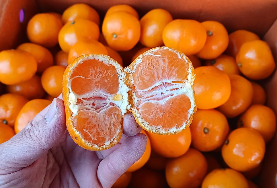 레티풀🍊비파괴당도선별, 타이백감귤 🍊좋은 감귤의 기본입니다. 어여 오세요~♡ : 네이버 블로그