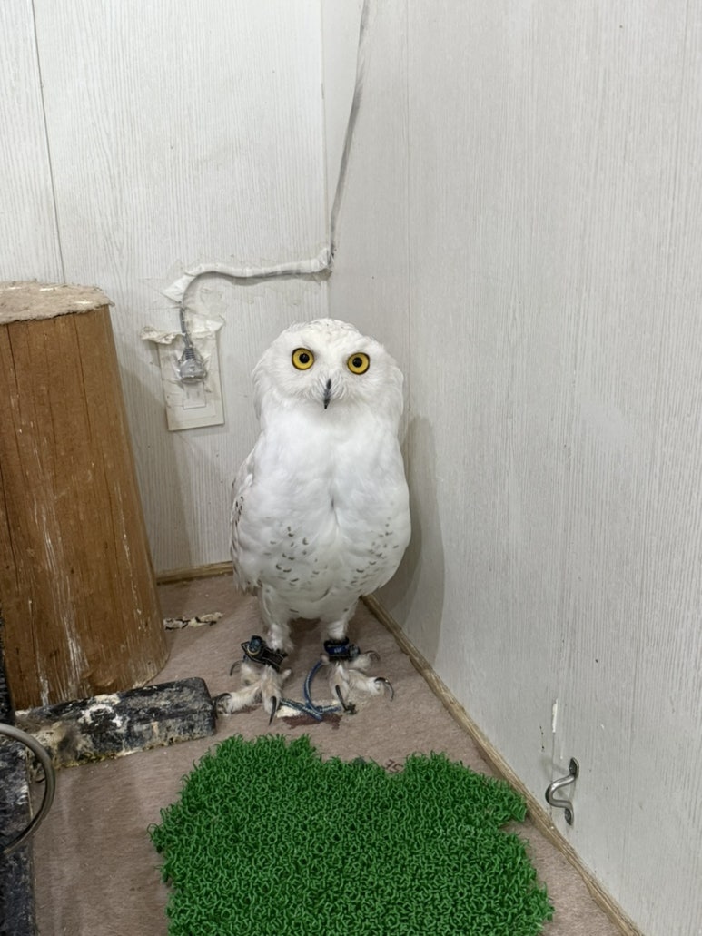 오사카 부엉이카페 "Owl Cafe Quill" 자유롭고 조용해서 좋았던 곳 : 네이버 블로그