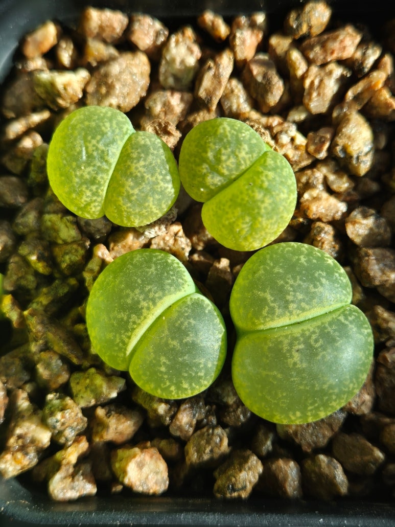 리톱스와 코노피튬 저면관수 : 네이버 블로그