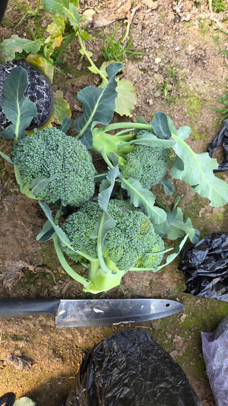 월동브로 : 네이버 블로그